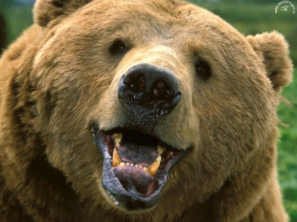 Ayı Resimleri | Manzara Resimleri