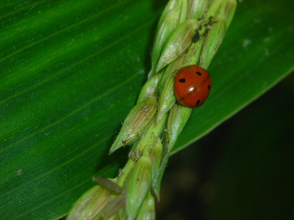 Uğur Böceği Görüntüleri | Manzara Resimleri