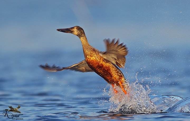 bayağı kaşıkgaga | Manzara Resimleri