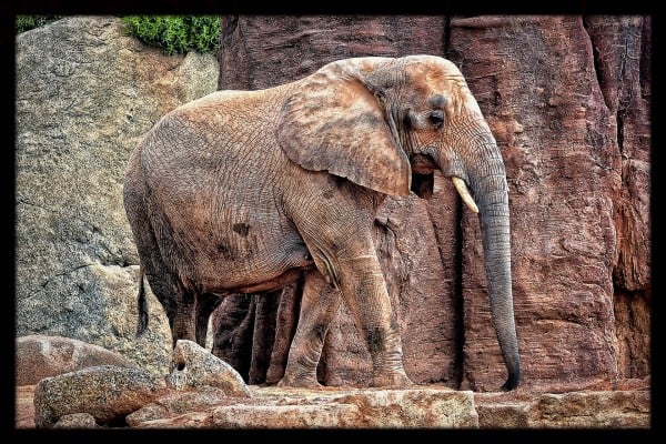 Fil Resimleri | Manzara Resimleri