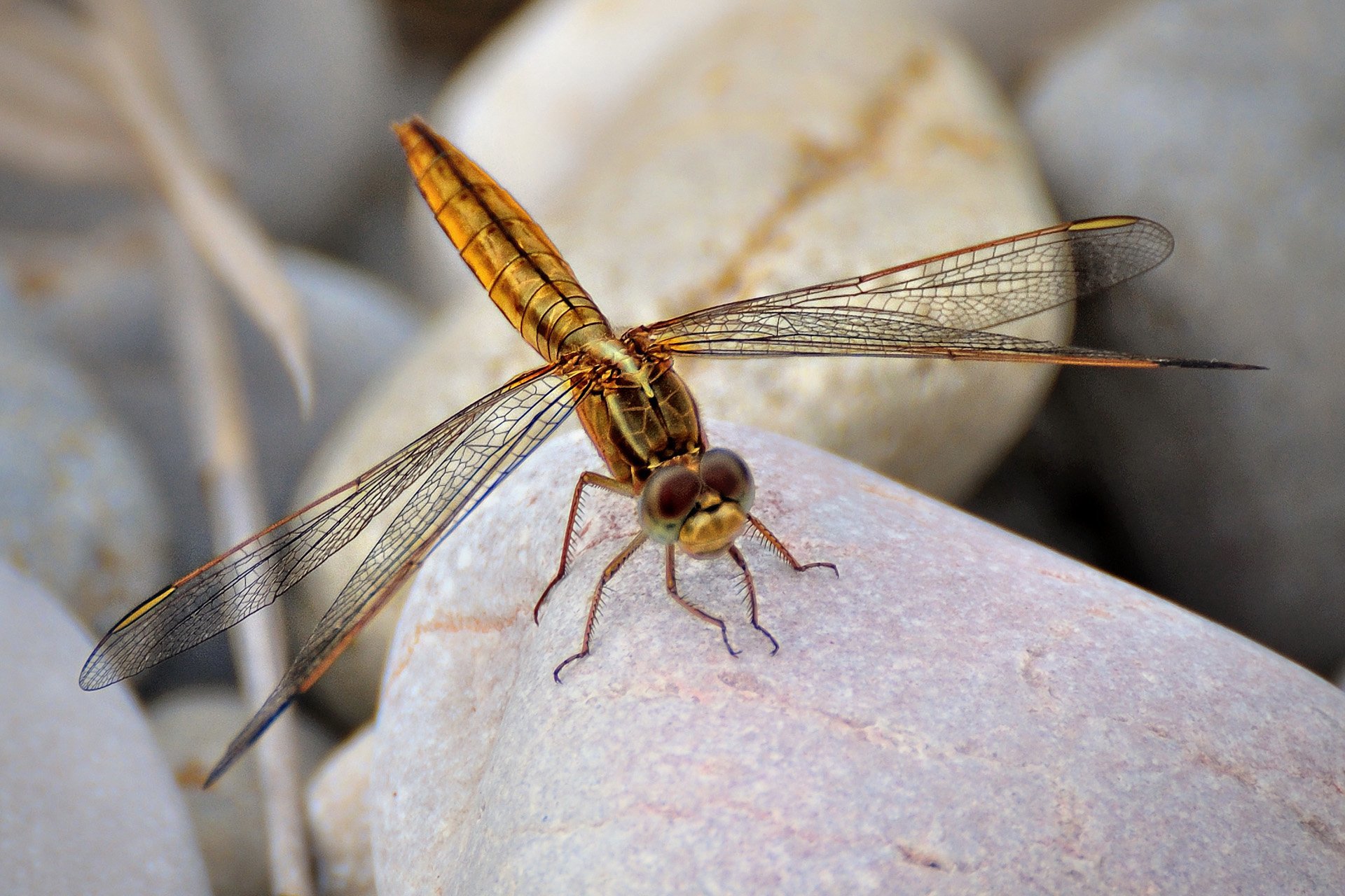 hdr böcek | Manzara Resimleri